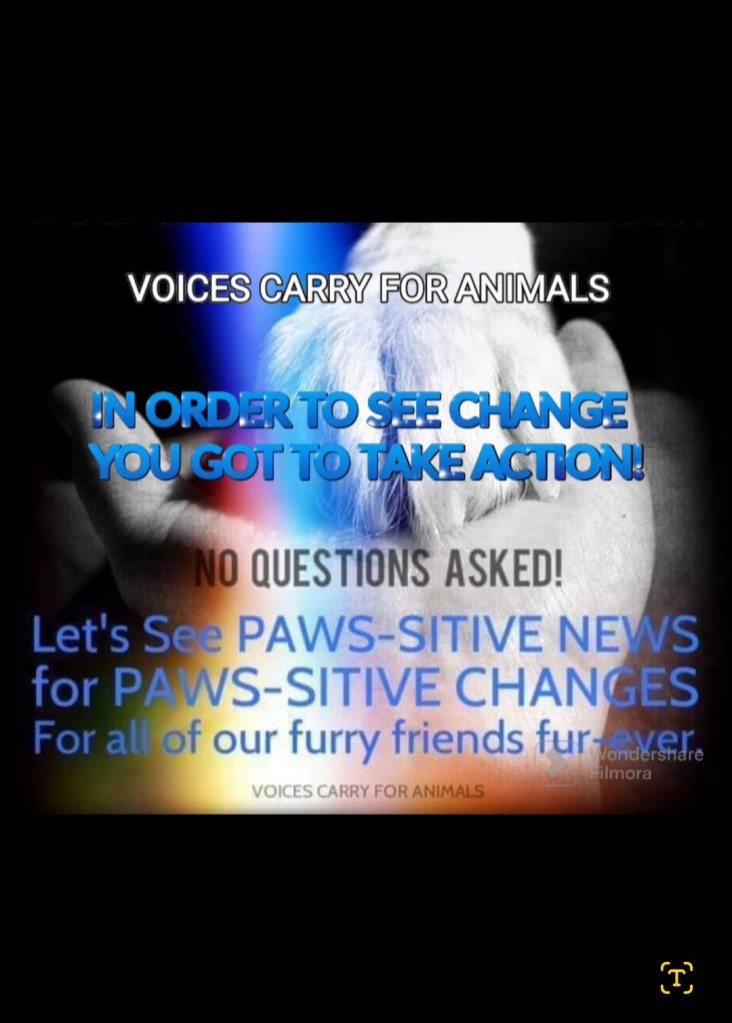 TAKE ACTION FOR ANIMALS! – VOICES CARRY FOR ANIMALS