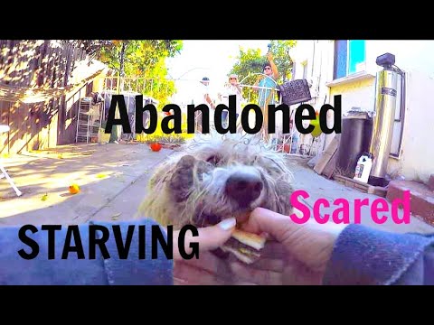 Animal Advocates Radio “Voices Carry For Animals #431″-The Kris Kelly ...