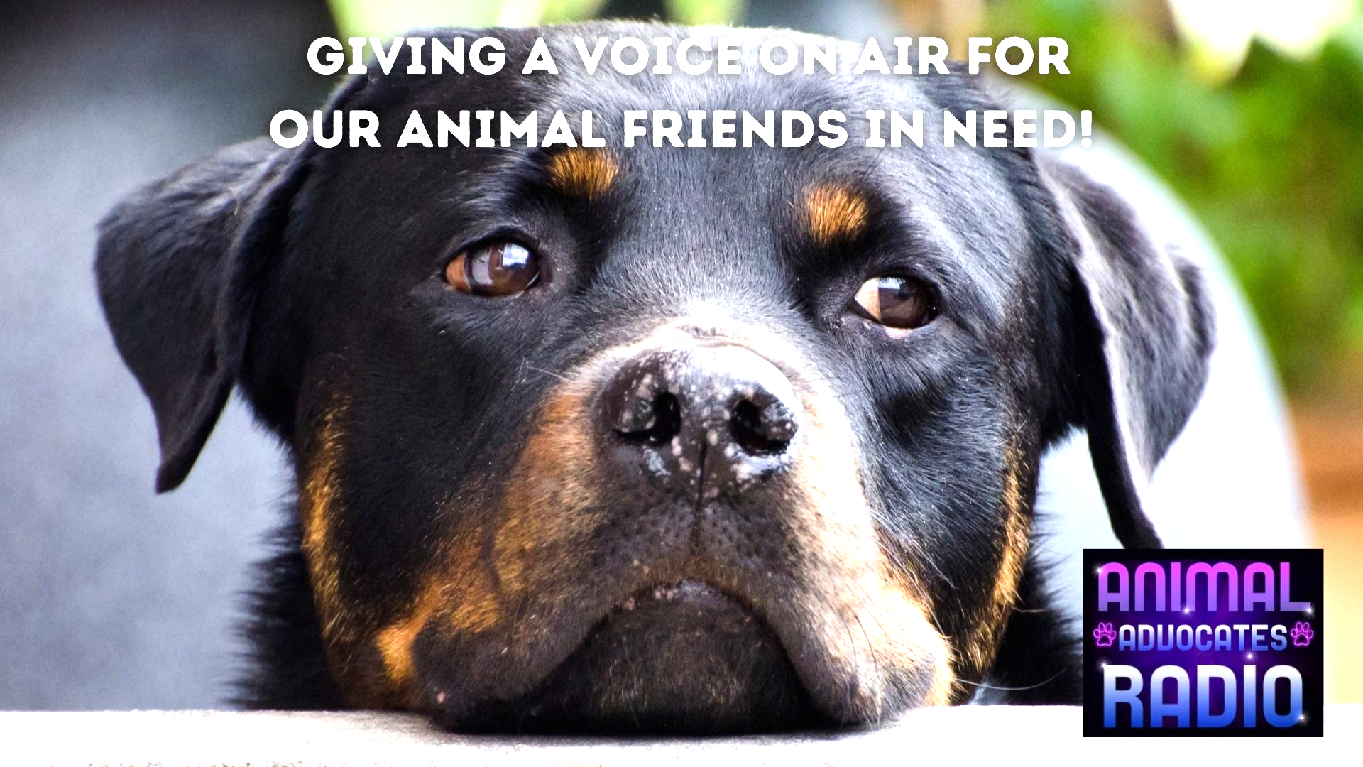 Animal Advocates Radio “Voices Carry For Animals #456″- Laws For Paws ...