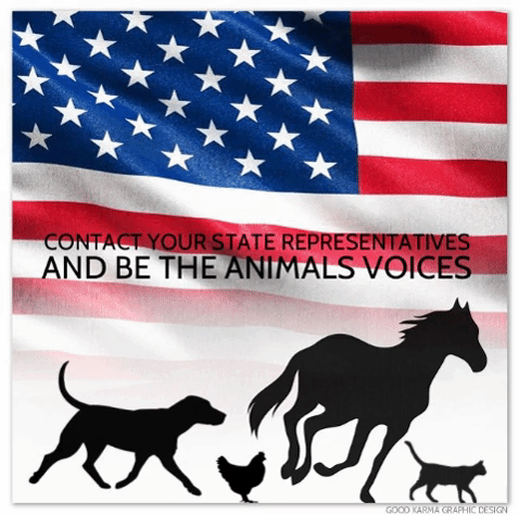 TAKE ACTION FOR ANIMALS! – VOICES CARRY FOR ANIMALS PODCAST